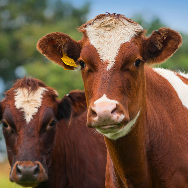 Animal Feed Store - Pleasanton, TX | Primos Feed